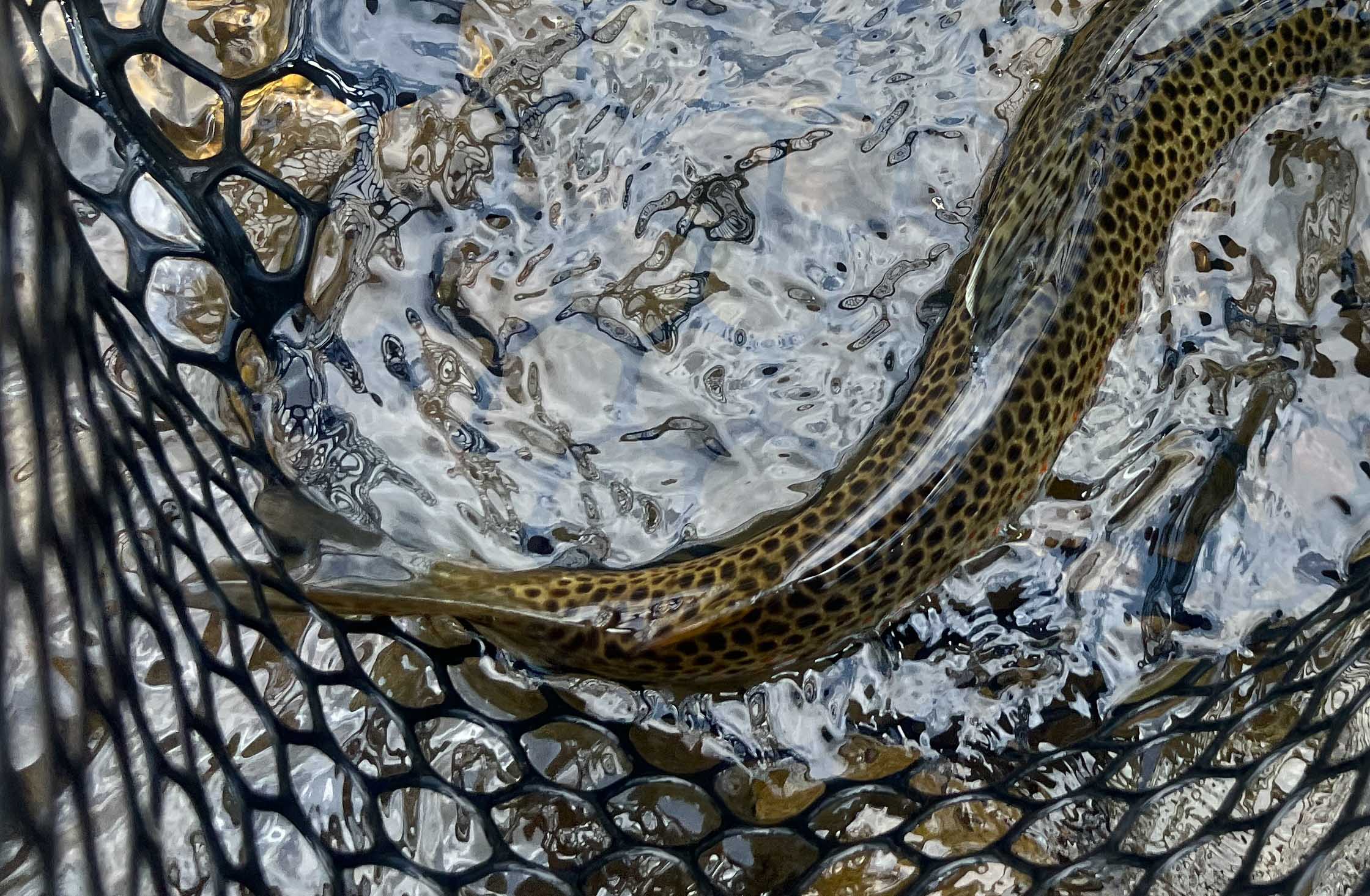 Colorado Hatch Chart for Fly Fishing - How To Pick Flies