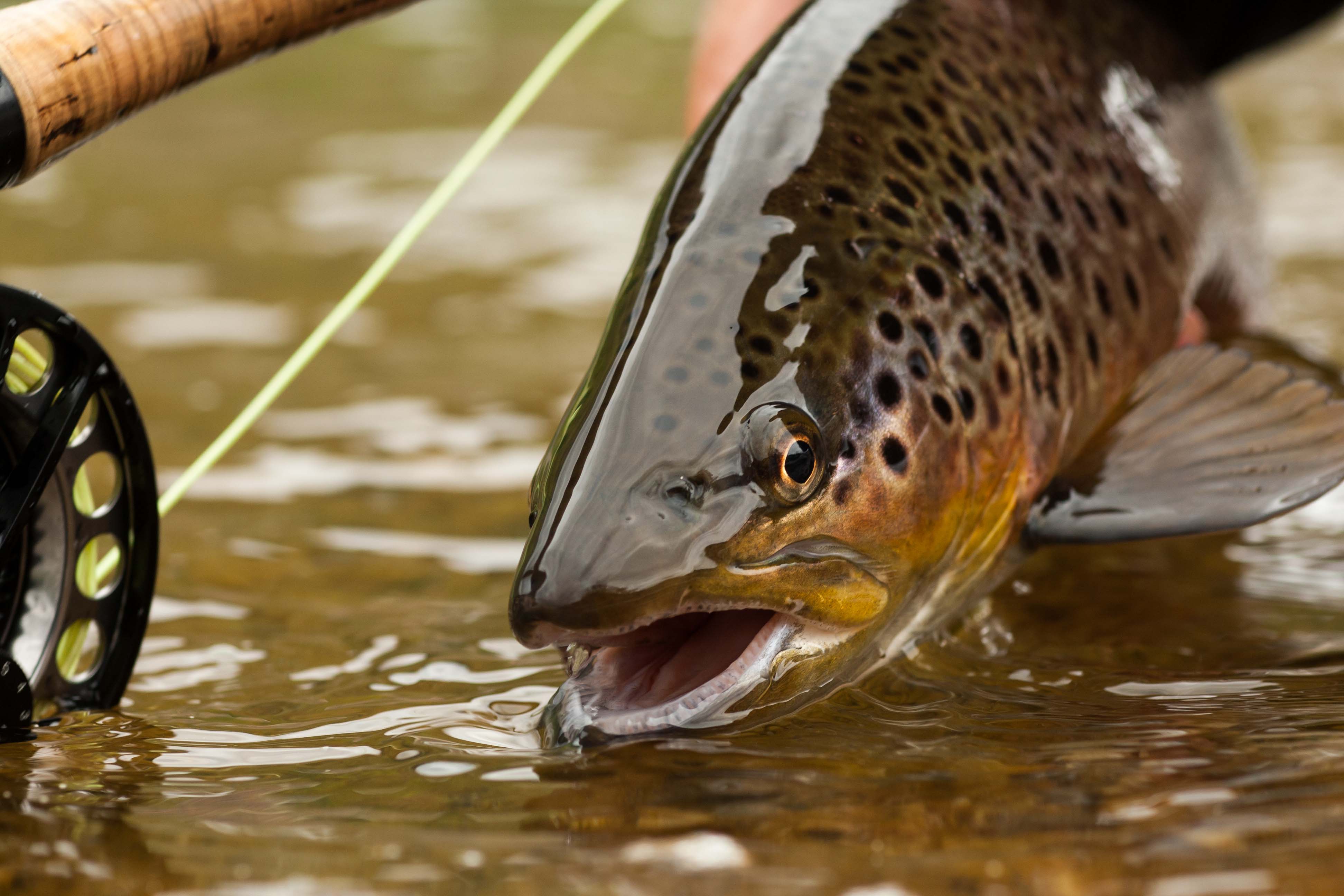 The Best Hook Size for Trout | Understanding Fishing Hook Sizes