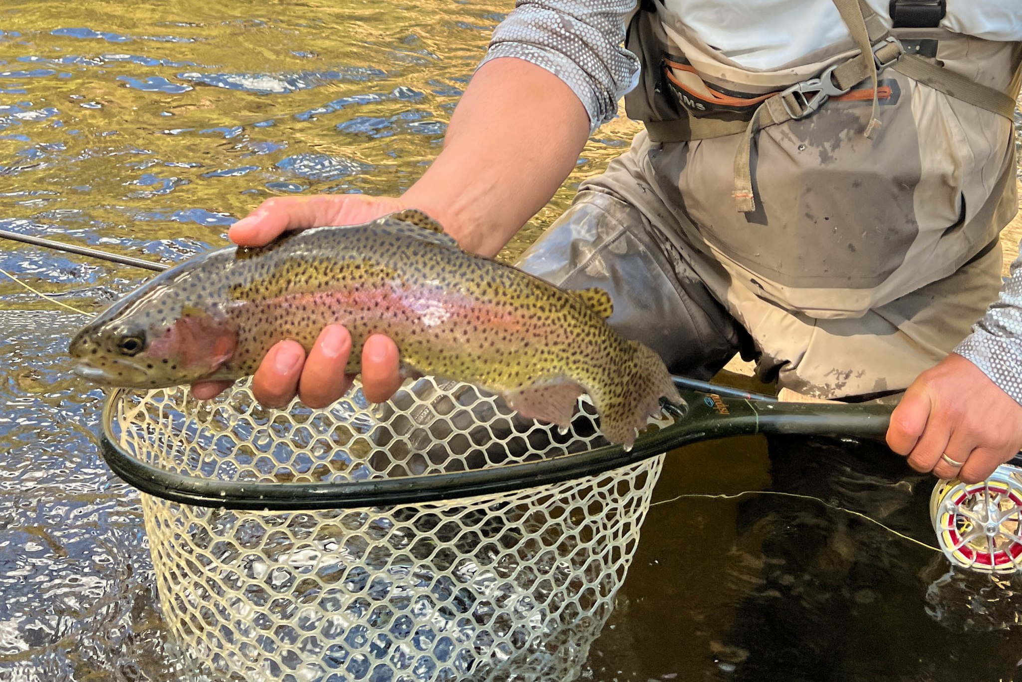 8 Best Trout Fishing Rivers in Colorado You Need to Visit