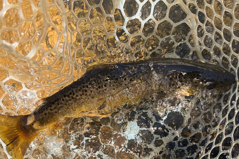 8 Best Trout Fishing Rivers in Colorado You Need to Visit