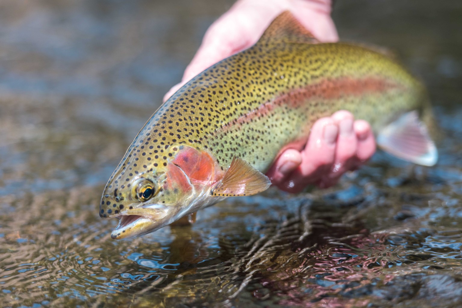 8 Best Trout Fishing Rivers in Colorado You Need to Visit